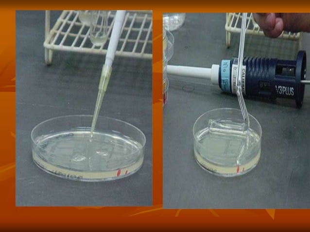 Microbiological & Analytical Techniques in Quality control of Beer | PPSX