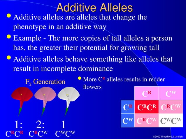 powerpoint-quantitative-genetics.itisppt | PPT