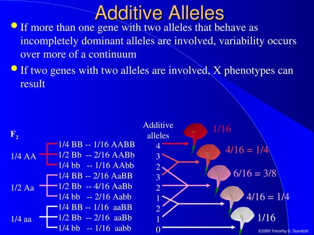 powerpoint-quantitative-genetics.itisppt | PPT