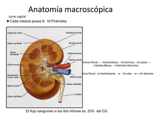 Sistema Renal. Fisiología. Anatomía. Laboratorio | PPTX