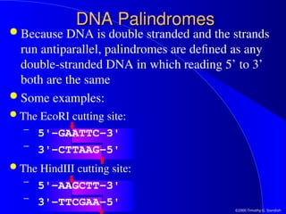 powerpoint-restrictionendoluclease-enzymes.ppt