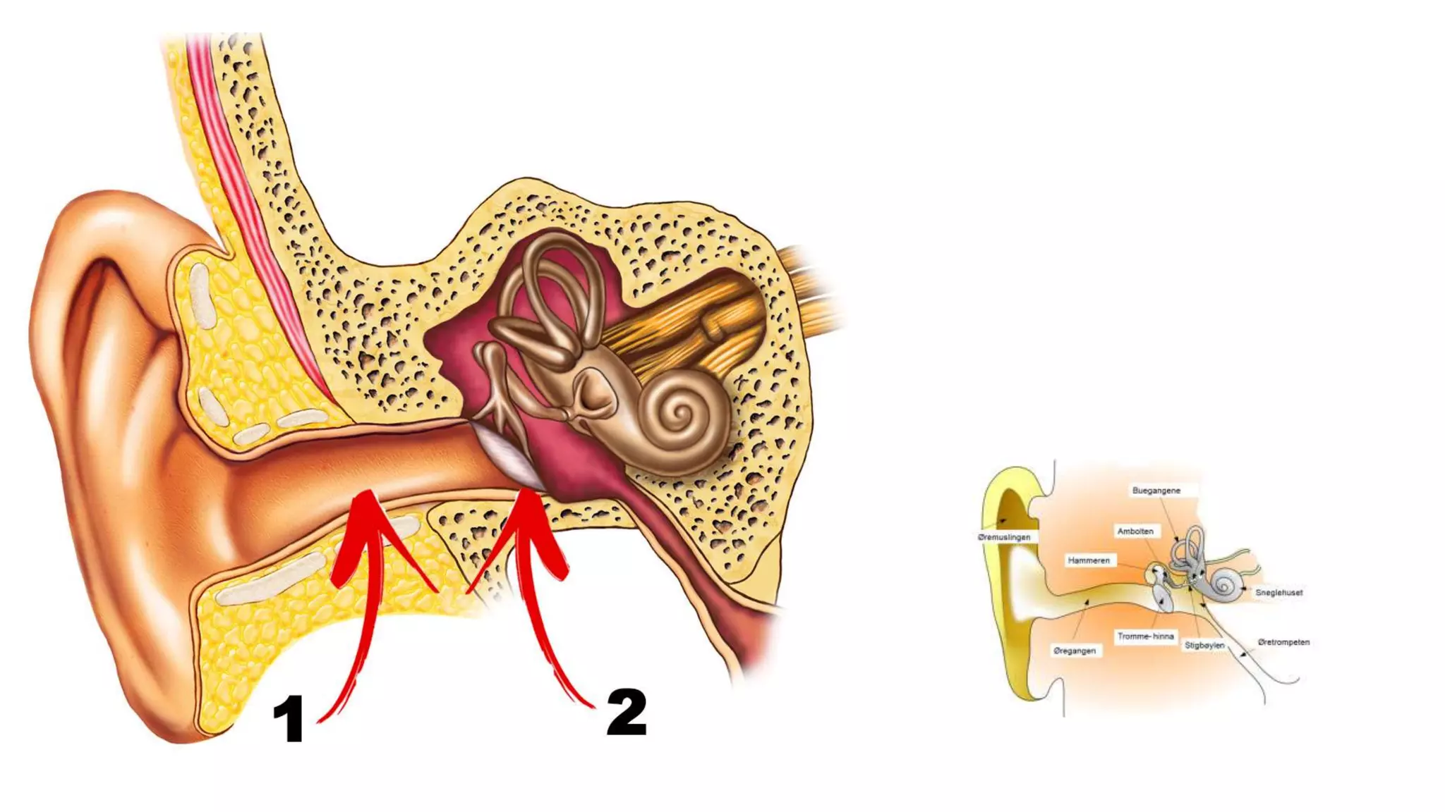 Powerpoint sanser - hørsel | PPT