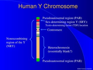 powerpoint-sex-determinationnnnnnnnn.ppt