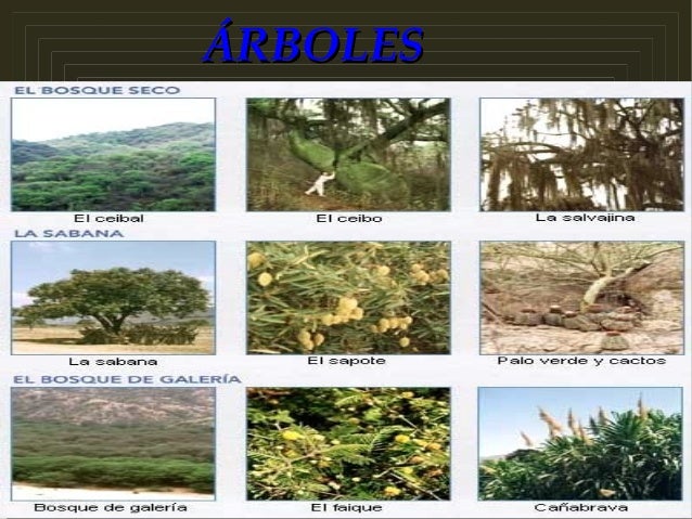 EL BOSQUE SECO ECUATORIAL