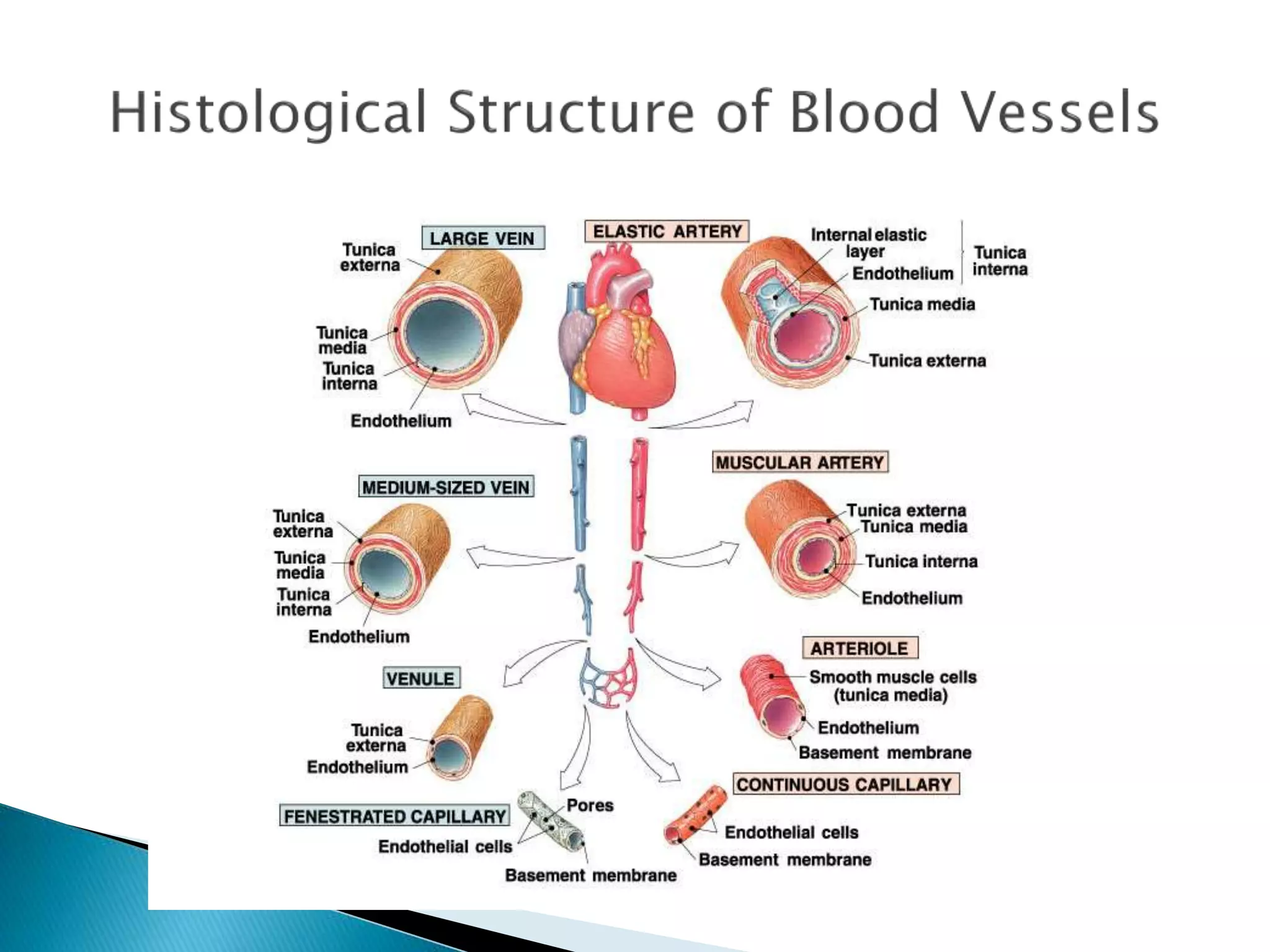 Power point the cardiovascular system - anatomy and physiology | PPTX ...