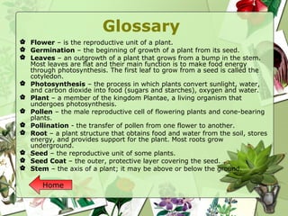 Powerpoint the lifecycleofaplant | PPT
