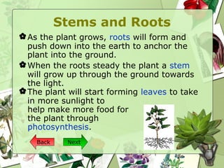 Powerpoint the lifecycleofaplant | PPT