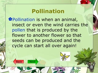Powerpoint the lifecycleofaplant | PPT