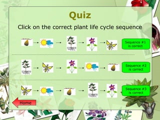 Powerpoint the lifecycleofaplant | PPT