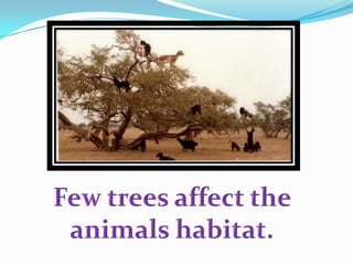 Powerpoint trees-presentation | PPT