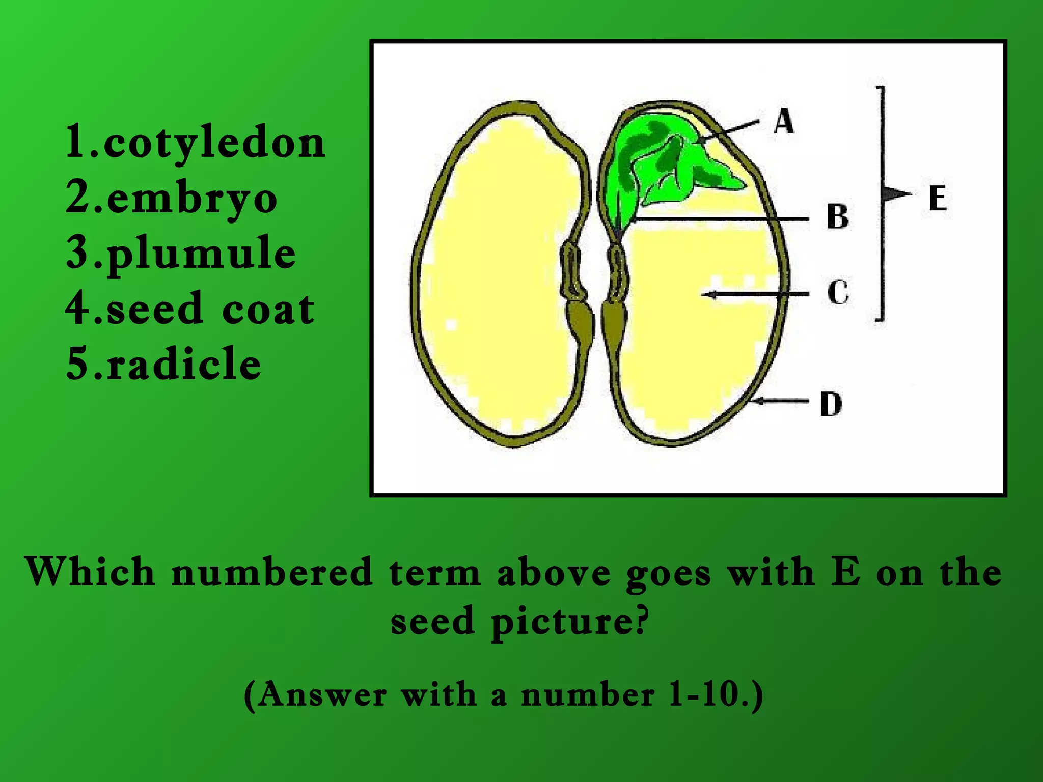 Powerpoint 16 plant reproduction | PPT
