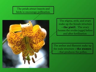 Powerpoint 16 plant reproduction | PPT