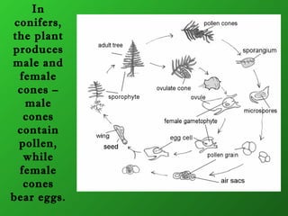 Powerpoint 16 plant reproduction | PPT
