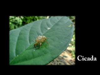 Power point 1 enbe | PPTX