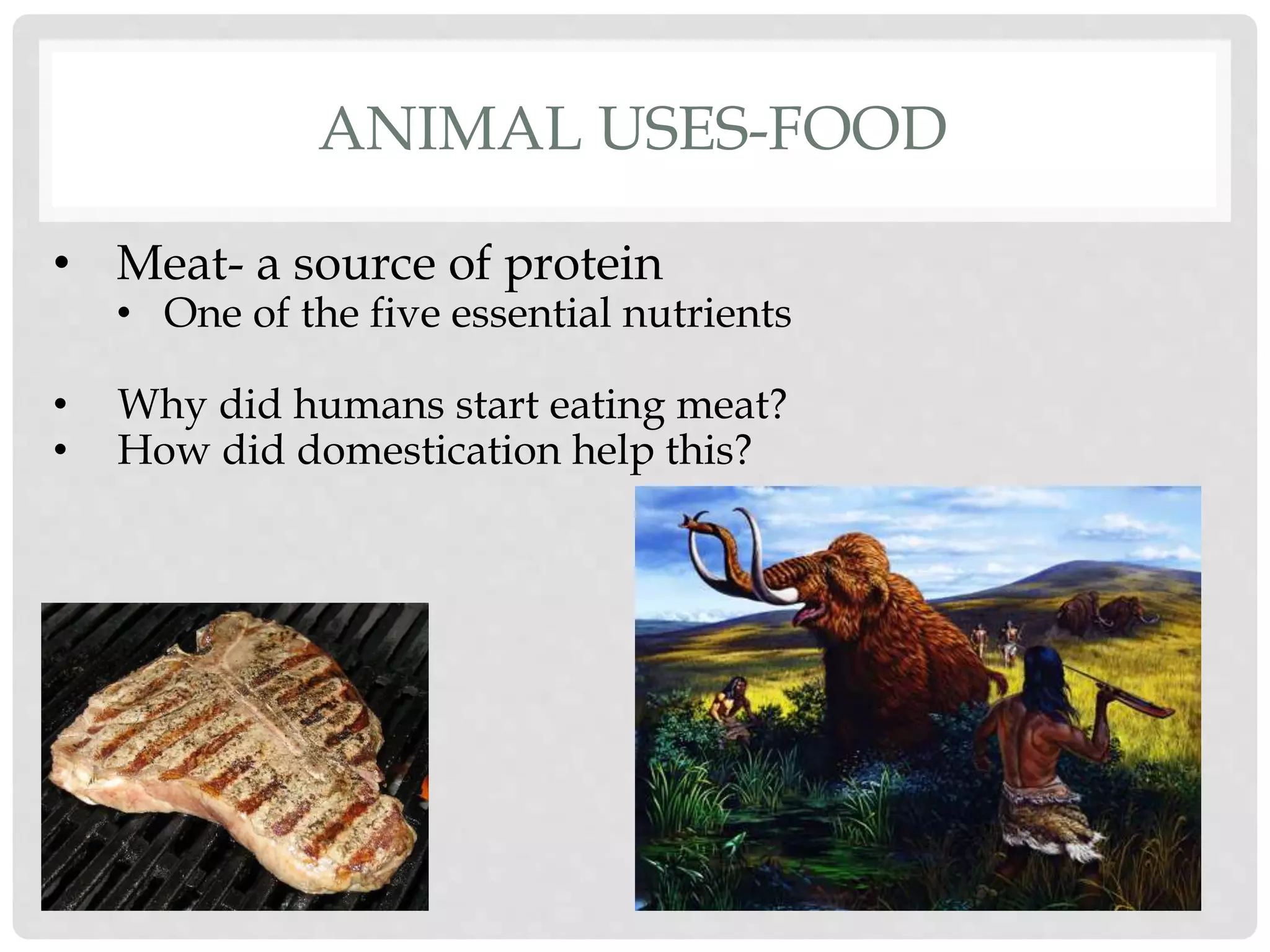 Powerpoint 32 animal uses | PPTX