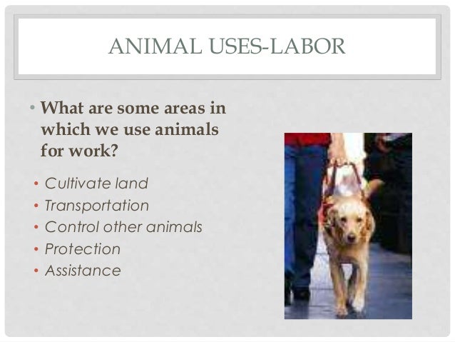 Powerpoint 32 animal uses