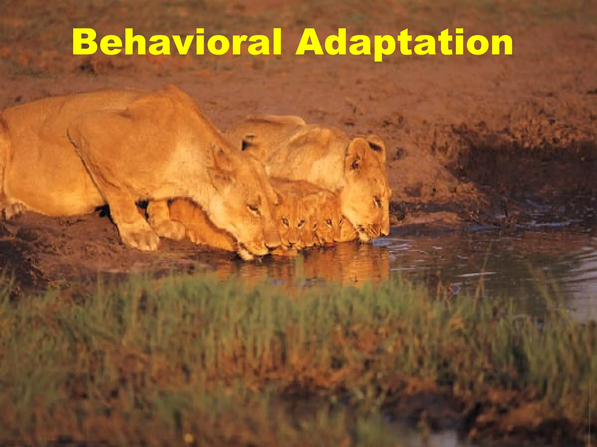 Power point adaptations | PPT
