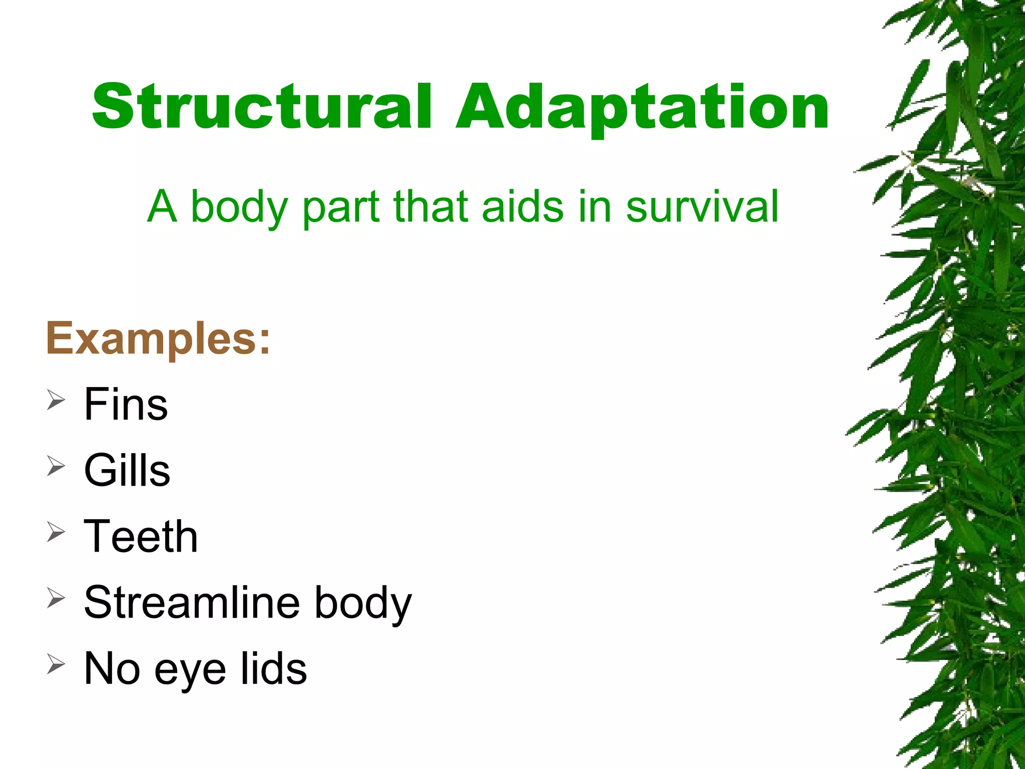 Power point adaptations | PPT