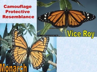 Power point adaptations | PPT