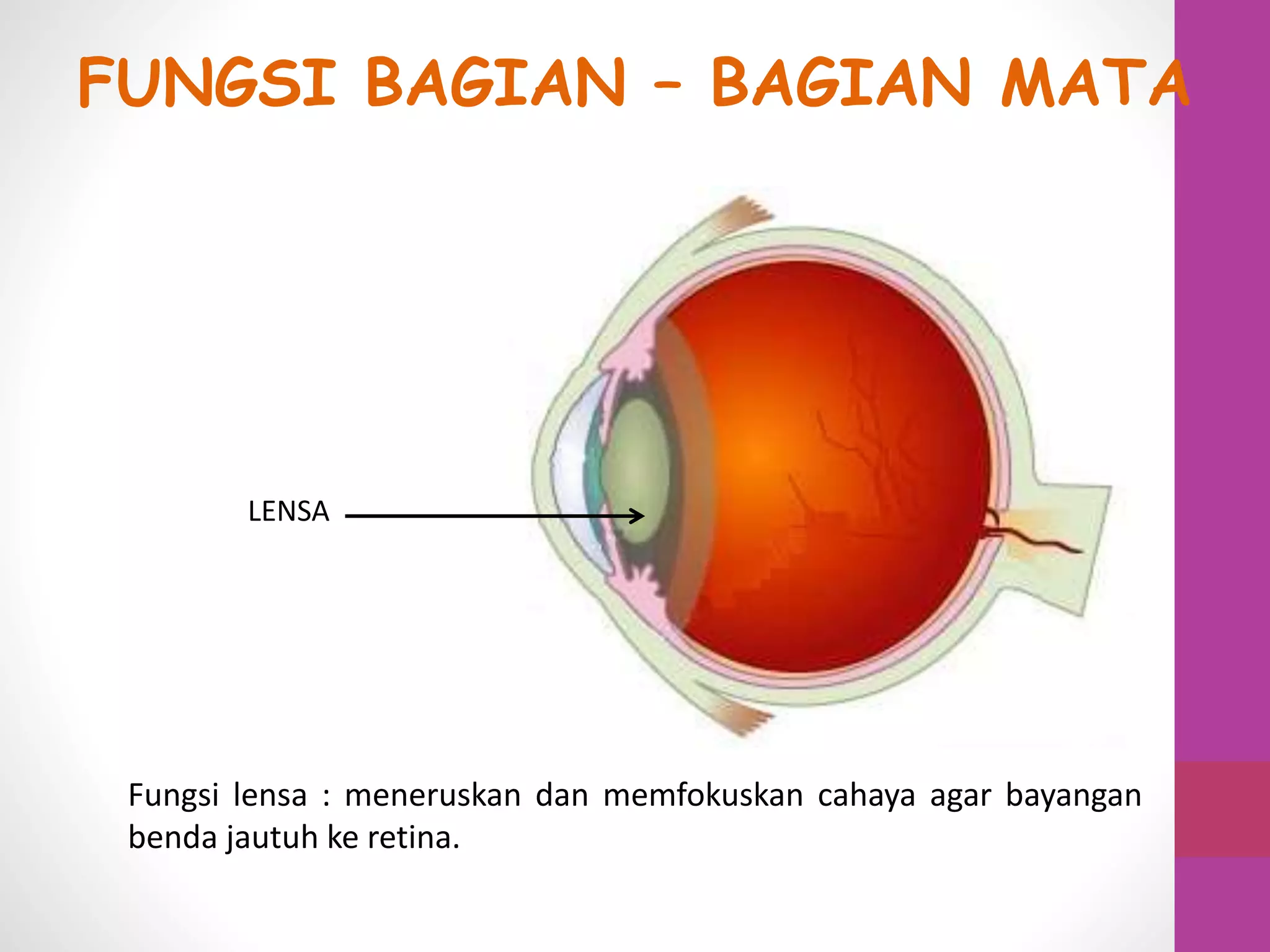 Power point alat indera manusia bagian bagian mata untuk media ...