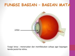 Power point alat indera manusia bagian bagian mata untuk media ...