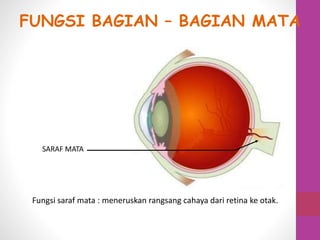 Power point alat indera manusia bagian bagian mata untuk media ...