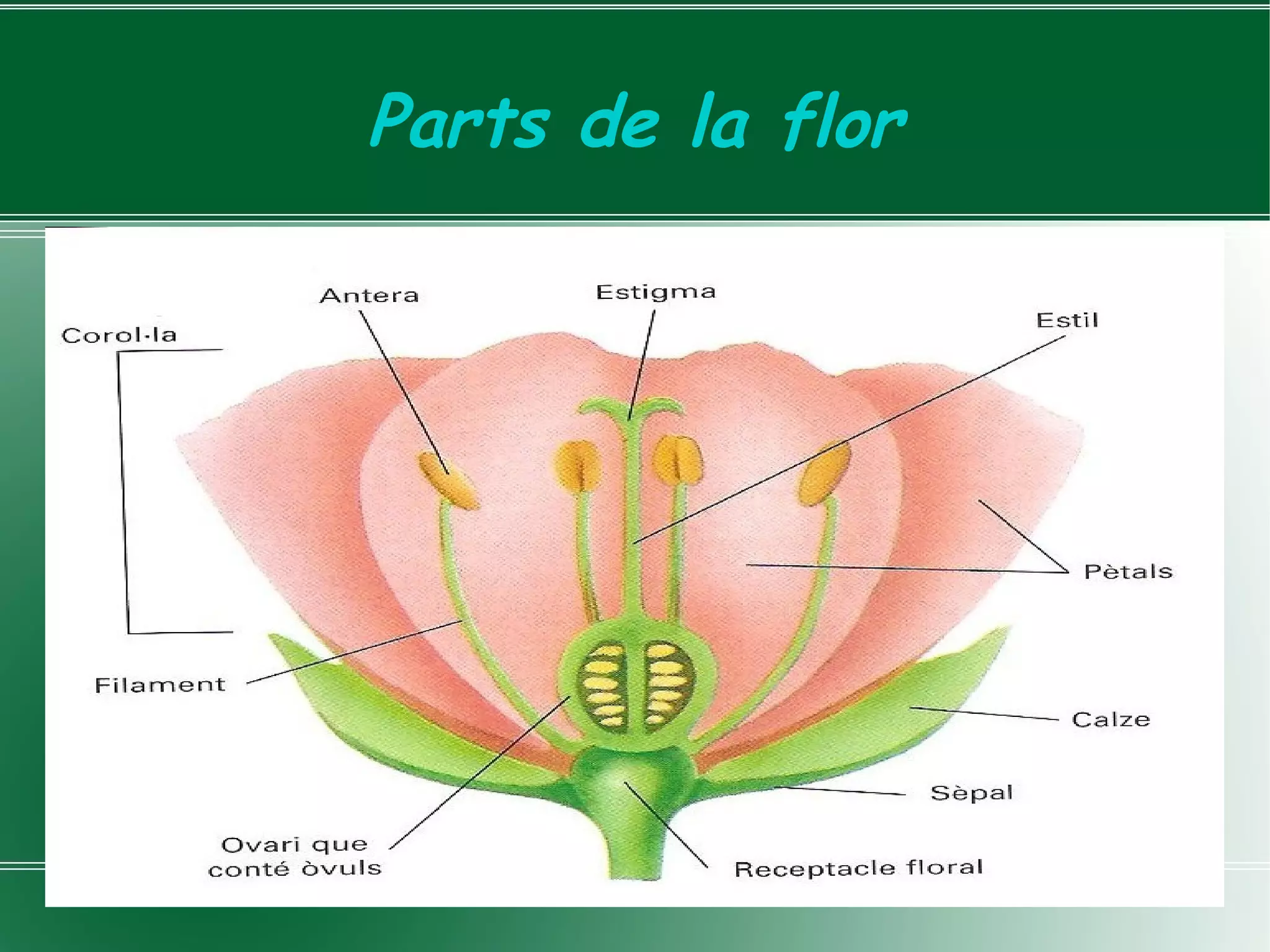 Power point alba | ODP