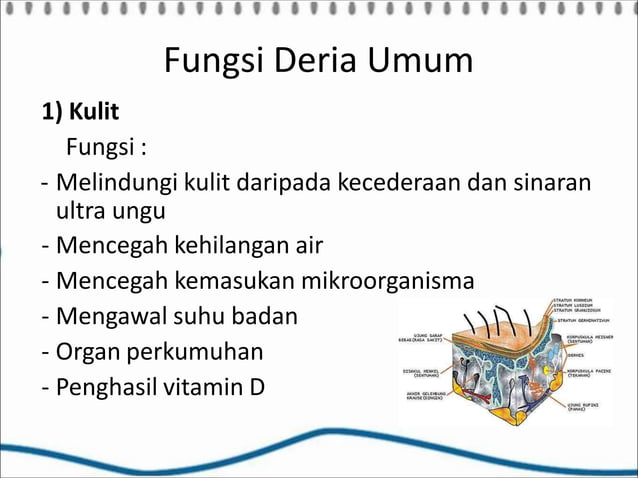 PowerPointAnatomiFisiologiSistemSaraf-090224201540-phpapp02.pptx