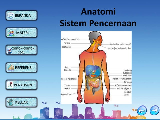 Powerpoint anatomi sistem pencernaan | PPTX
