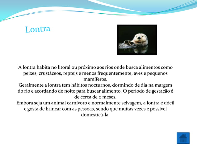 Power point animais_marinhos | PPTX