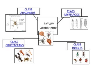 Powerpoint animal kingdom, summary | PPTX