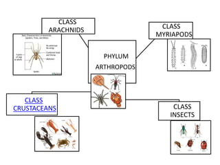 Powerpoint animal kingdom, summary | PPTX