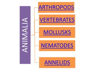 Kingdom Animalia Summary Chart