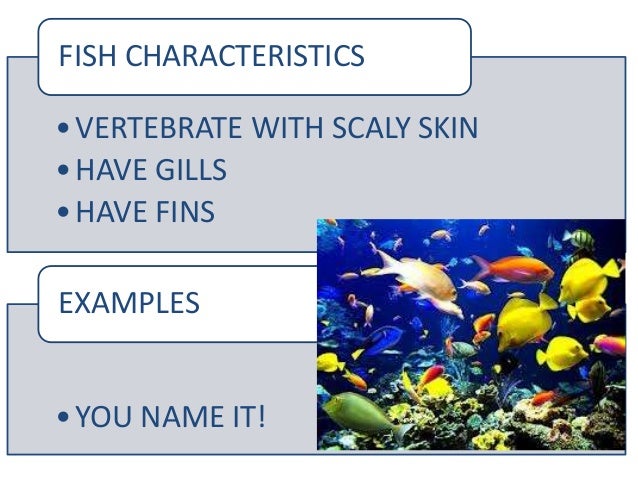 Animal Kingdom Classification Ppt Kingdom Animalia |authorSTREAM