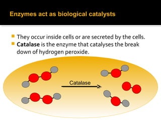 Powerpoint, anim,enzymes, click bio | PPT