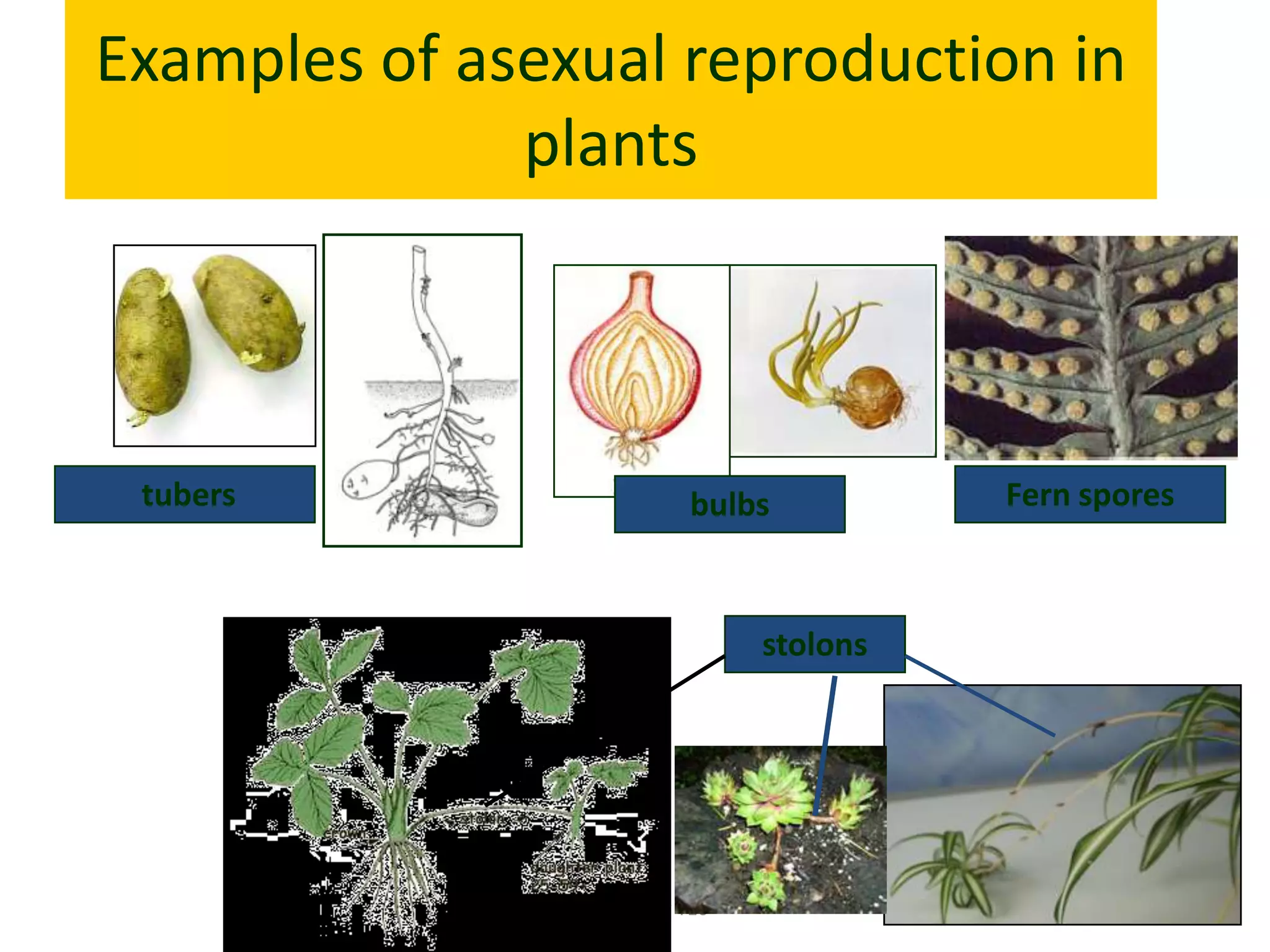 Powerpoint asexual reproduction in plants | PPTX