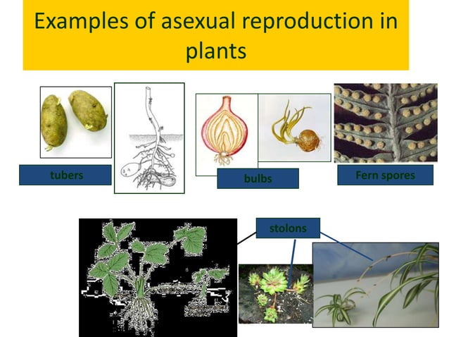 Powerpoint asexual reproduction in plants | PPTX