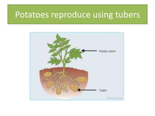 Powerpoint asexual reproduction in plants | PPTX