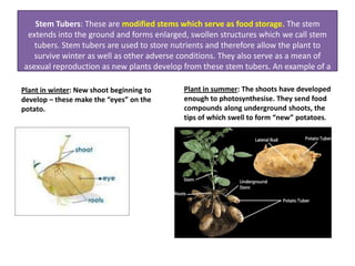 Vegetative Reproduction In Potato