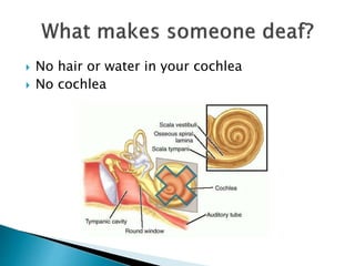 Powerpoint assembly deaf awareness | PPTX