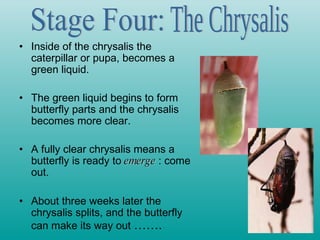 Butterfly Life Cycle | PPT