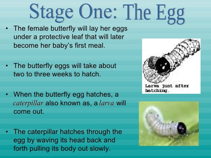 Luthfiannisahay Butterfly Life Cycle In Sinhala luthfiannisahay-butterfly-life-cycle-in-sinhala