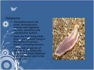 Kingdom Animalia | PPT