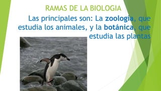 Power point biologia Rene Aguilar Martinez | PPTX