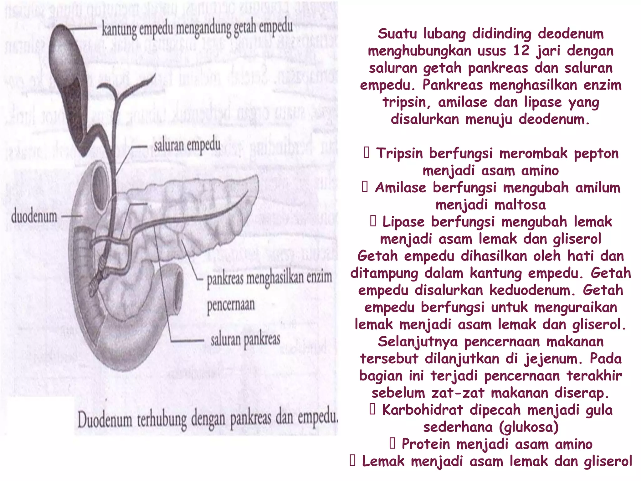 Sistem pencernaan | PPTX