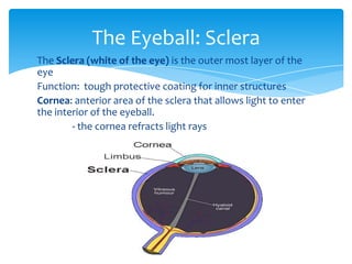 Module 13: Eye and Ear | PPTX