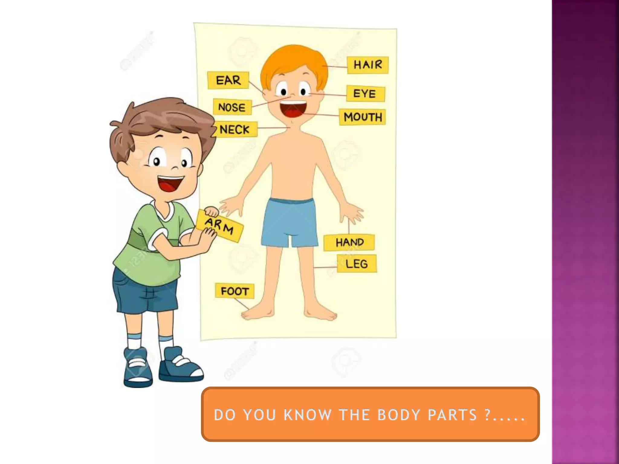 Body Parts | PPTX | Death, Injury, or Military Conflict | Sensitive Topics