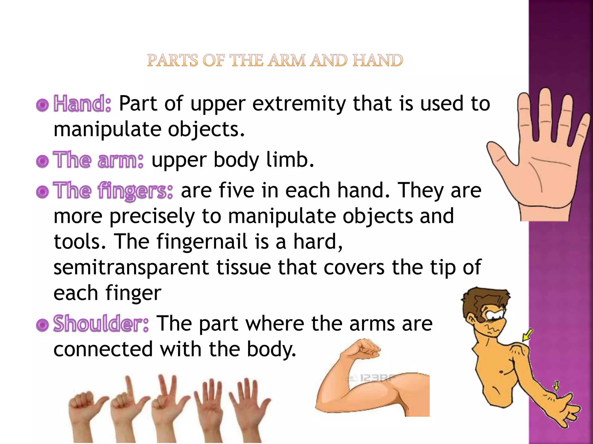 Body Parts | PPTX | Death, Injury, or Military Conflict | Sensitive Topics
