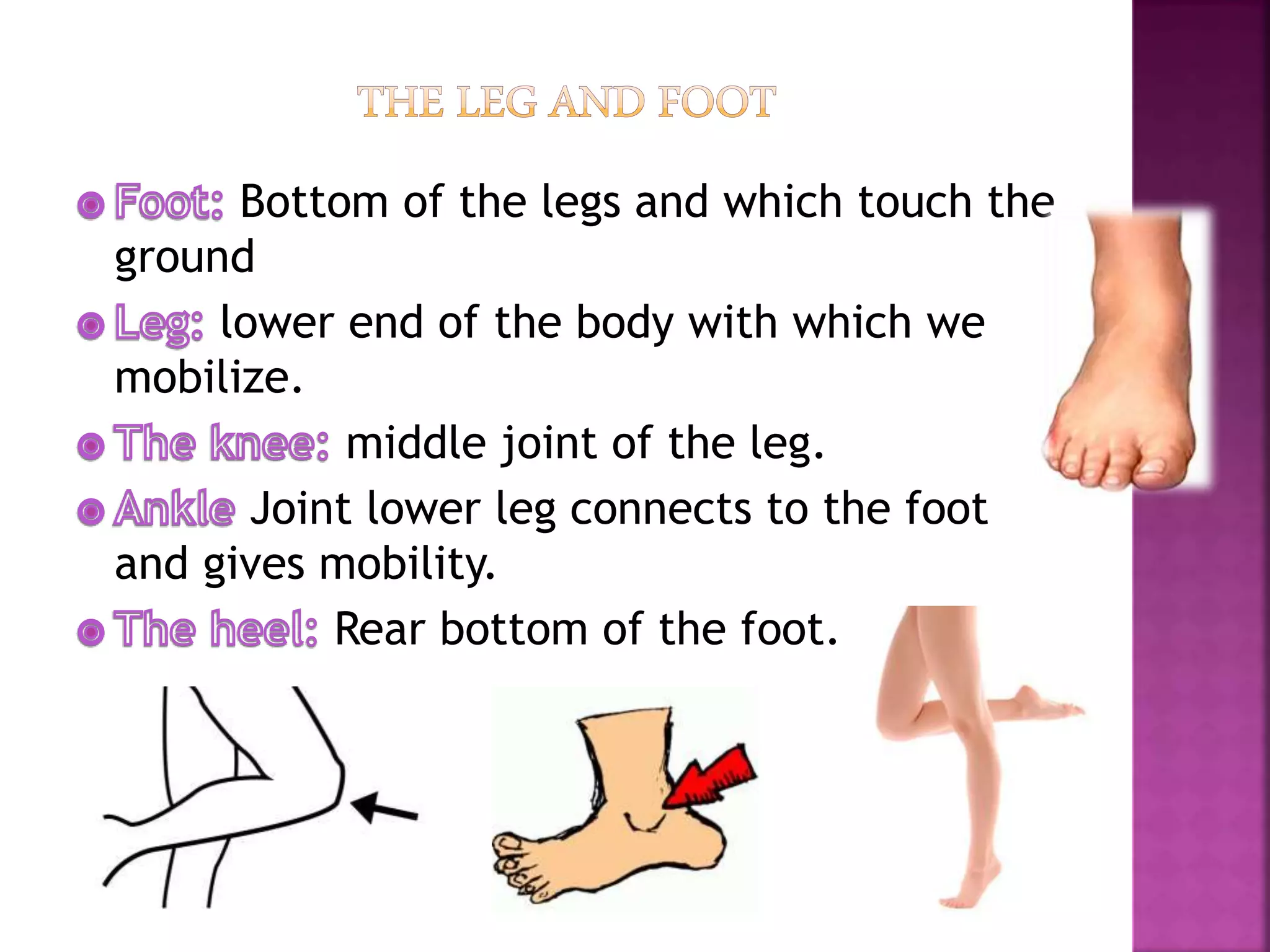 Body Parts | PPTX | Death, Injury, or Military Conflict | Sensitive Topics