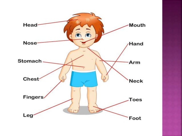 Body Parts | PPTX | Death, Injury, or Military Conflict | Sensitive Topics